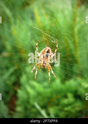 Big spider and web in Ukraine forest Stock Photo - Alamy
