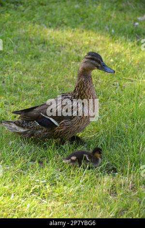 Composite of a large group of wildlife zoo animals Stock Photo - Alamy