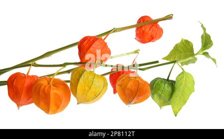 Physalis branches with colorful sepals on white background Stock Photo ...