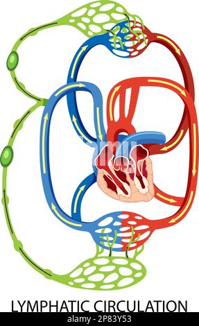 Lymphatic Circulation System Diagram illustration Stock Vector Image ...