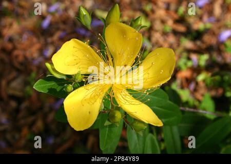 HYPERICUM PATULUM HENRYI (SHRUBBY ST. JOHN'S WORT Stock Photo - Alamy