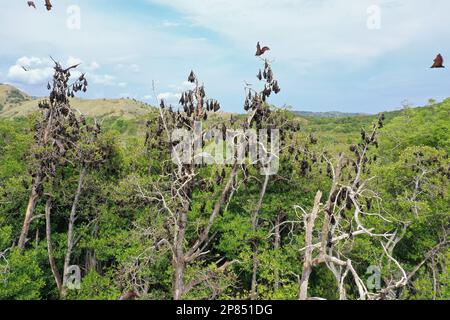 Hundreds of flying foxes hanging from trees, hills and rainforest in ...