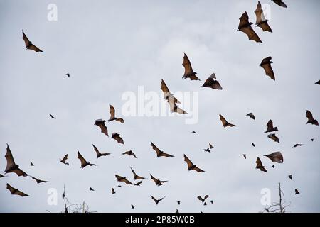 Hundreds of flying foxes fly towards cloudy sky, among them trees, in ...