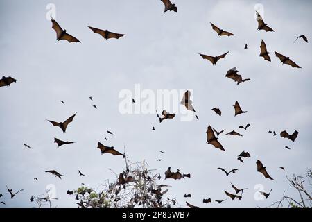 Hundreds of flying foxes fly towards cloudy sky, among them trees, in ...