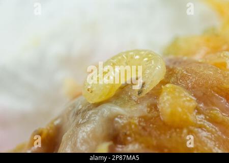 Mediterranean fruit fly larvae (Ceratitis capitata Stock Photo - Alamy