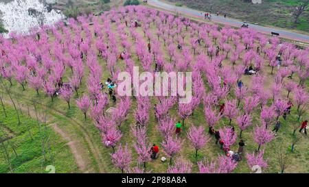 Chongqing, CHINA-The plum blossom in the ecological grand view garden ...