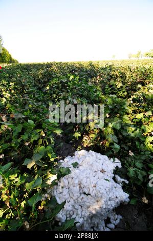 Cotton field farm in Uzbekistan Stock Photo - Alamy
