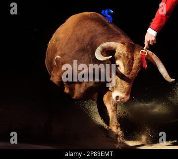 Dead bulls after a bullfight Stock Photo - Alamy