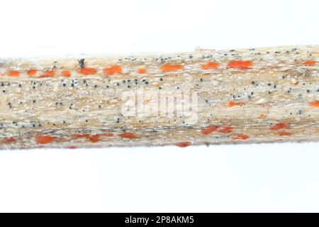 Calloria neglecta, tiny fungus growing on remains of stinging nettle ...