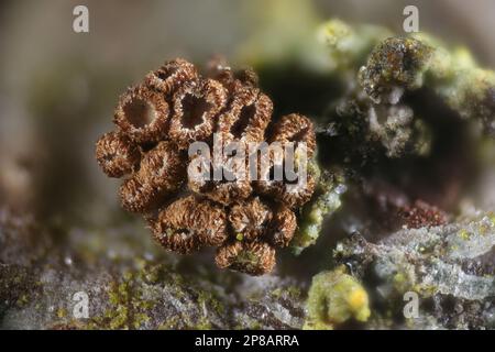 Merismodes fasciculata, known as crowded cuplet, wild fungus from ...