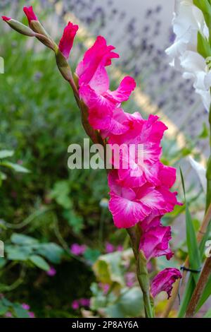 Detail of sword like foliage Plants leaves plant portraits Stock Photo ...