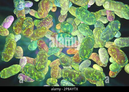 Porphyromonas gingivalis oral bacterium,computer illustration.P ...