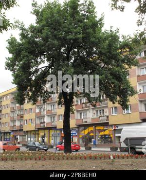 ADOLF HITLER on 22 June 1940 beside the railway carriage at Compiegne ...