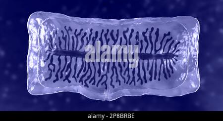 Proglottid of a beef tapeworm, illustration Stock Photo - Alamy