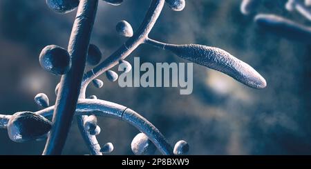 Trichophyton rubrum fungi, artwork Stock Photo - Alamy