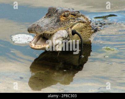 Julie Harter, Florida's only state employed alligator trapper, slings ...