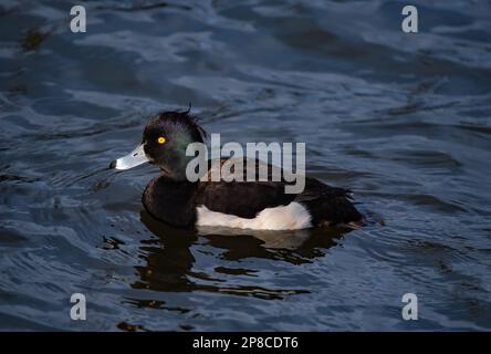 tufted duck with yellow eyes Stock Photo - Alamy