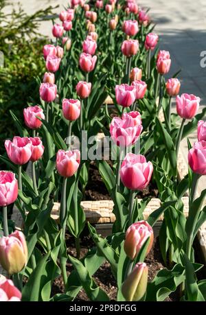 Flowerbed with fresh tulips in city park.Spring season. High quality ...