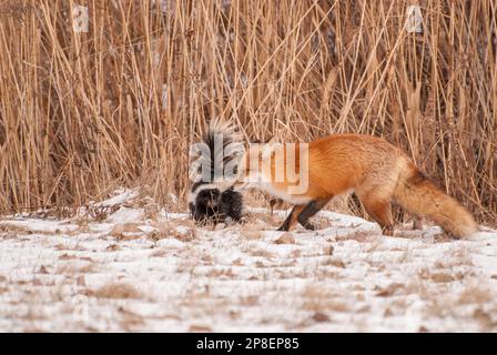 Portrait of a fox playing with a skunk, Quebec, Canada Stock Photo - Alamy