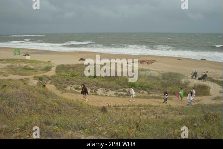 Sand dunes on a beach,Punta Colorada,Punta del este,Maldonado,Uruguay ...