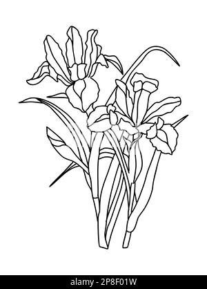 Botanical drawing of Iris February birth month flower Stock Vector ...