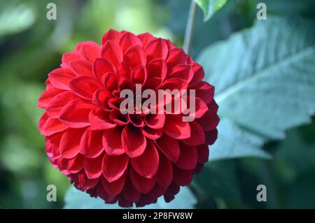Dahlia 'Carstone Ruby' Stock Photo - Alamy