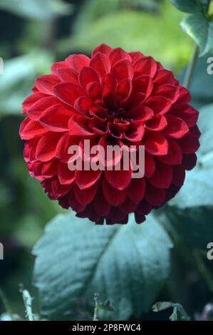 Dahlia 'Carstone Ruby' Stock Photo - Alamy