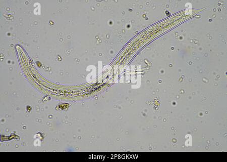 soil microorganisms including nematode, microarthropods, micro ...
