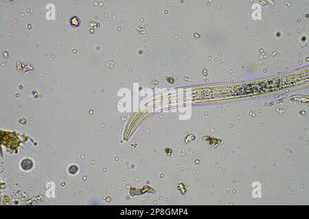 microorganisms and soil biology, with nematodes and fungi under the ...