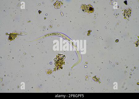 insect parasite in the soil in australia Stock Photo - Alamy