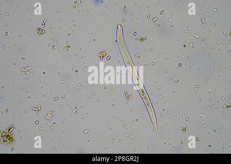 soil microorganisms including nematode, microarthropods, micro ...