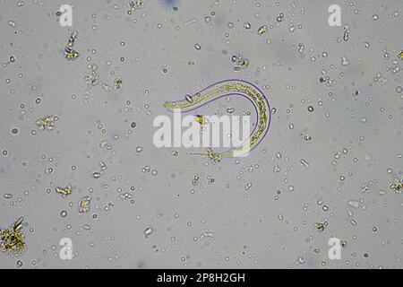 microorganisms and soil biology, with nematodes and fungi under the ...