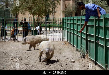 Three wild pigs in the zoo cage Stock Photo - Alamy