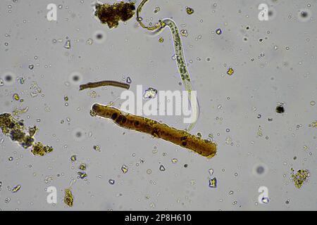 soil microbes in a compost on a farm in india Stock Photo - Alamy
