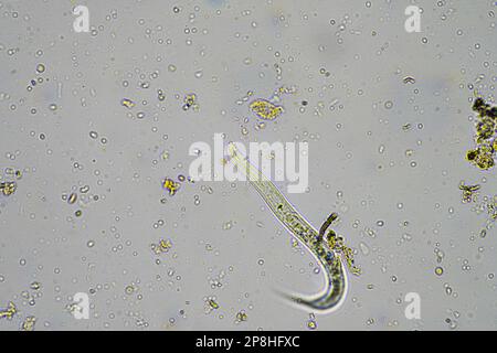 microorganisms and soil biology, with nematodes and fungi under the ...