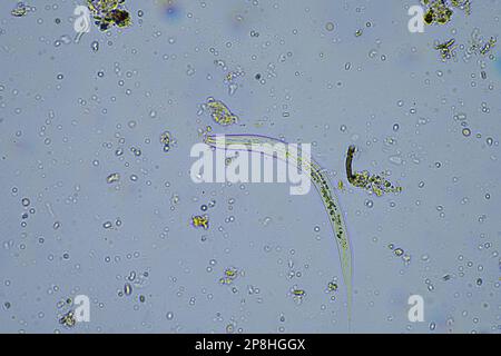 insect parasite in the soil in australia Stock Photo - Alamy