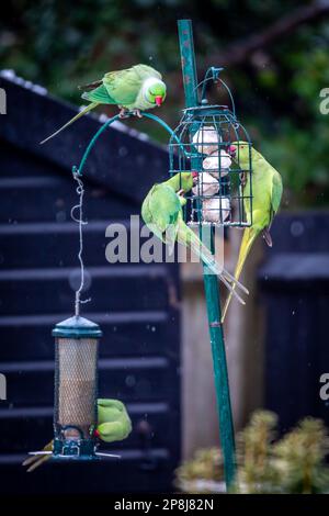 Shallow focus of an exotic bird perched on a branch Stock Photo - Alamy