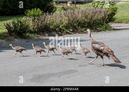 Eastern wild turkey hen with 6 4-6 week old poults in grassy front yard ...