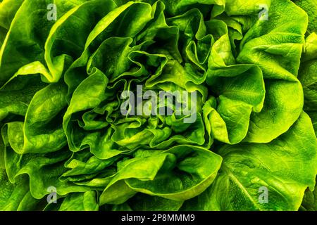 Single lettuce head over wooden table background Stock Photo - Alamy