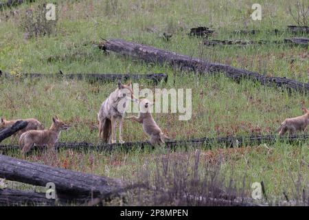 female coyote with young alberta canada Stock Photo - Alamy