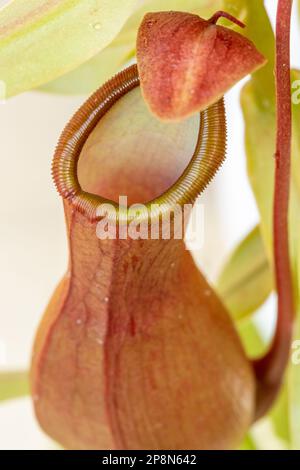 Carnivorous Pitcher plant ,Pitfall traps-a prey-trapping ,Sarracenia ...