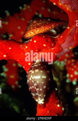 Pseudosimnia carnea, Mollusca, Gastropoda, Ovulidae (allied cowries ...