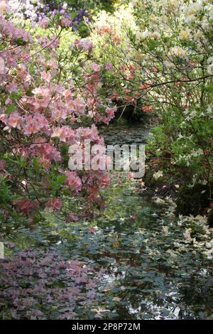 Azaleas flowering in Stody lodge Gardens, near Holt, Norfolk, UK Stock ...