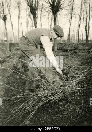 Agricoltura e Allevamento - Raccolta delle ramaglie in fascine (anni 40 ...