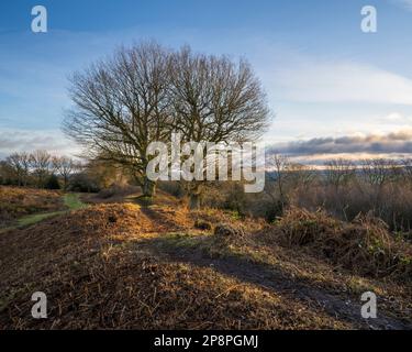 England, West Midlands, Kinver. Trees on the heathland of Kiver Edge ...