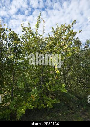 Wild apple tree, Codlin (Malus sylvestris) with fruits, shrub form ...