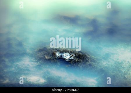 Hydrogen sulfide stagnant salt marsh. Gas turns turbid blue in water on ...
