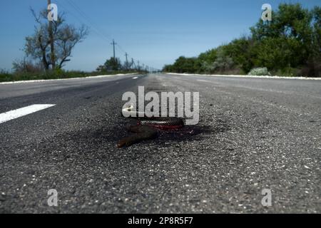 Snake on road is always corpse. Human's dislike of snakes, their ...