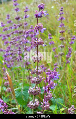 Salvia officinalis. Clary Sage natural green leaves macro background ...