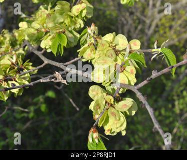 In spring, an elm grows and blooms in nature Stock Photo - Alamy